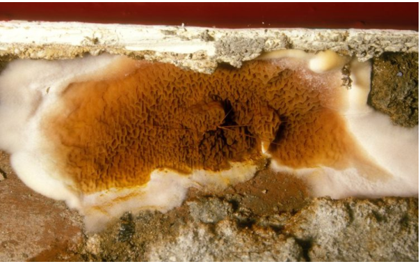 What Is Dry-Rot And How Do I Choose A Dry-Rot Expert? | The House Shop Blog